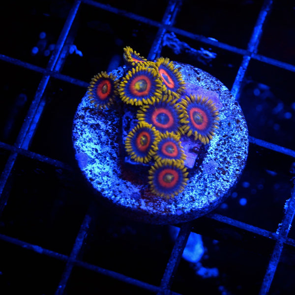 Eagle eye zoanthids live corals on sale wysiwyg corals - Strictly Fish Miami