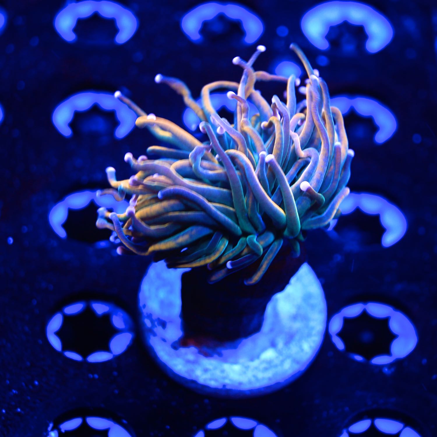 LPS - Large Polyp Stony - Strictly Fish Miami