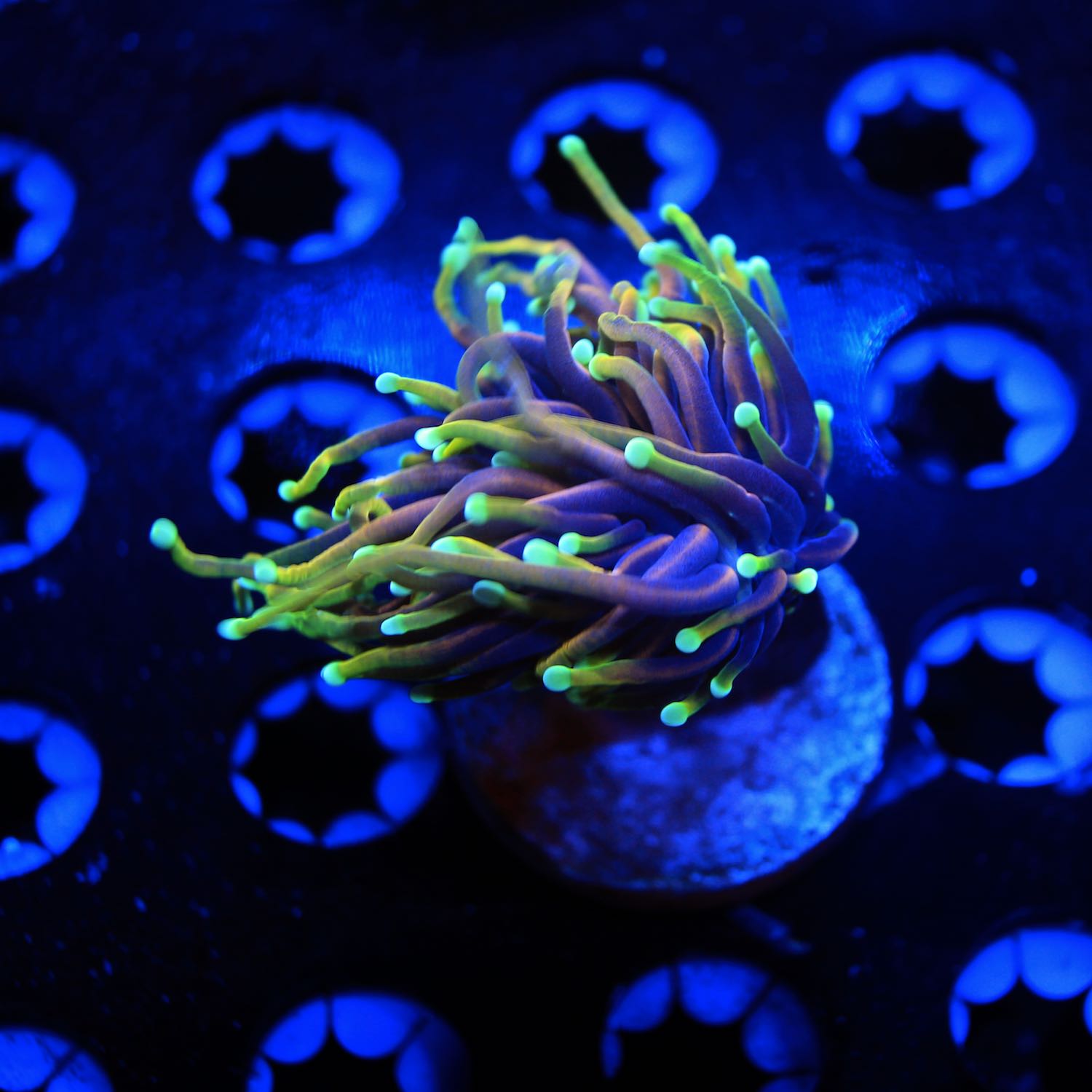 LPS - Large Polyp Stony - Strictly Fish Miami