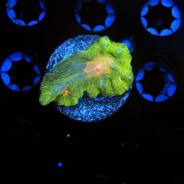 Space invader pectinia Coral live wysiwyg corals for sale online ...