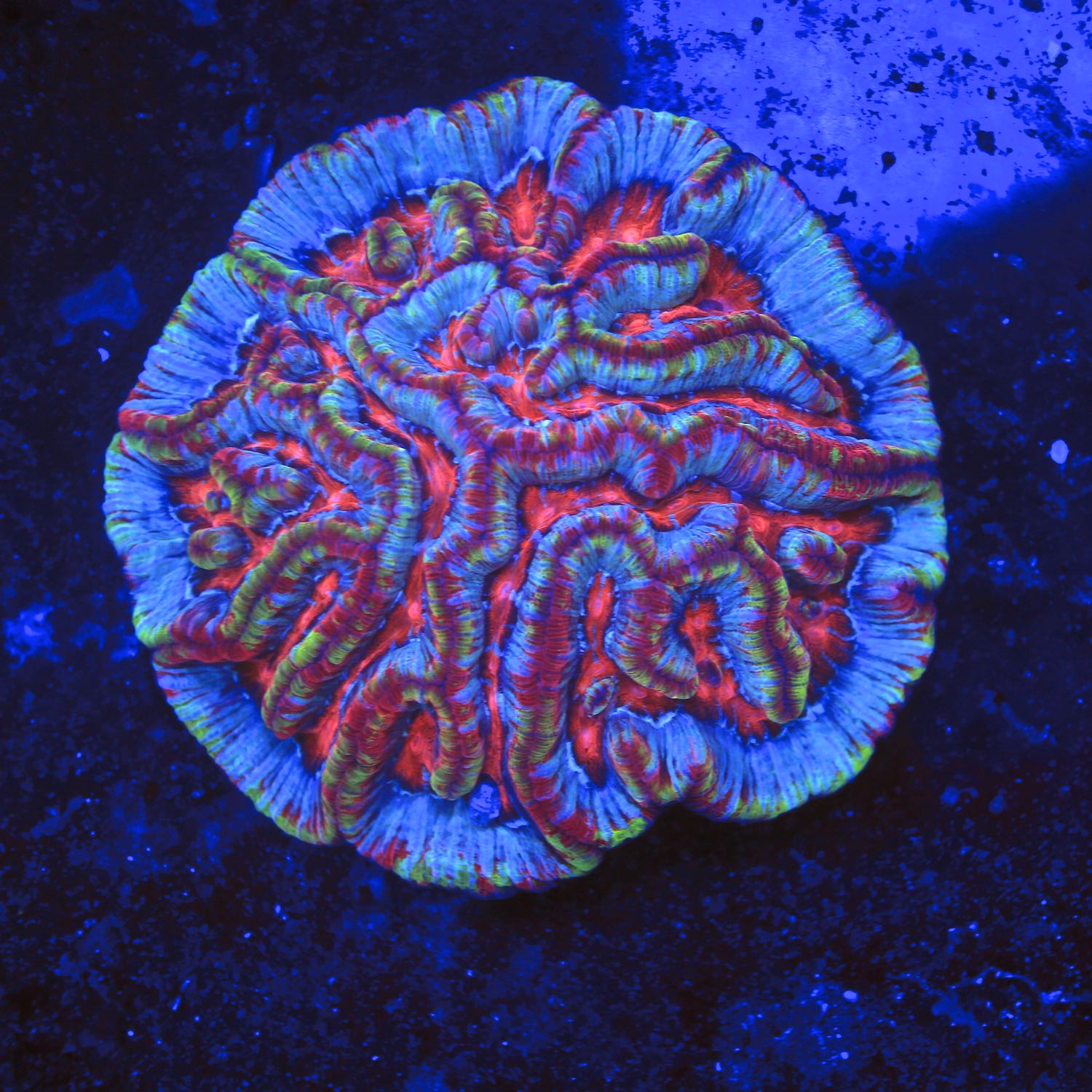 LPS - Large Polyp Stony - Strictly Fish Miami
