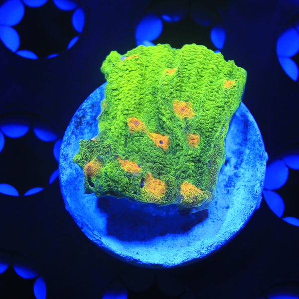 Space Invader Chalice WYSIWYG Live LPS Corals for sale online frag ...