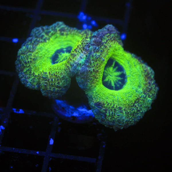 Rare Japanese acans live WYSIWYG live corals for sale lps - Strictly ...