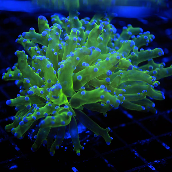 green frogspawn coral on sale Strictly Fish Miami Corals for sale ...
