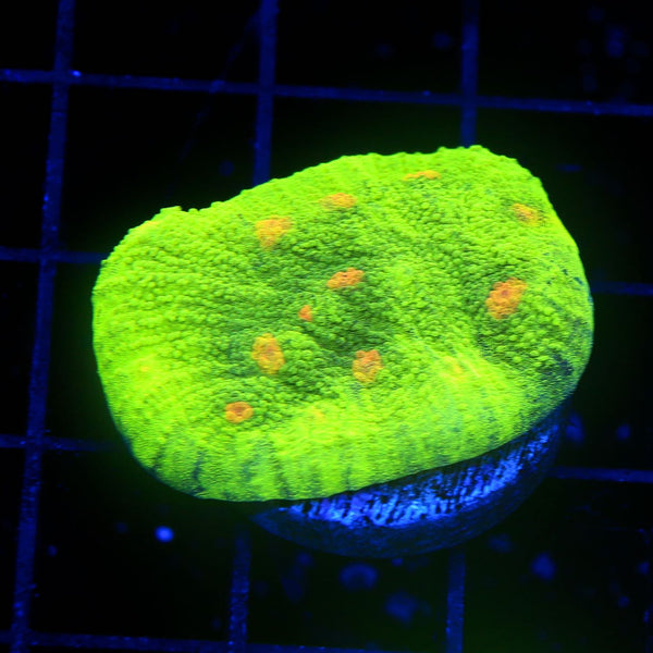 space invader chalice live wysiwyg rare corals for sale online lps ...