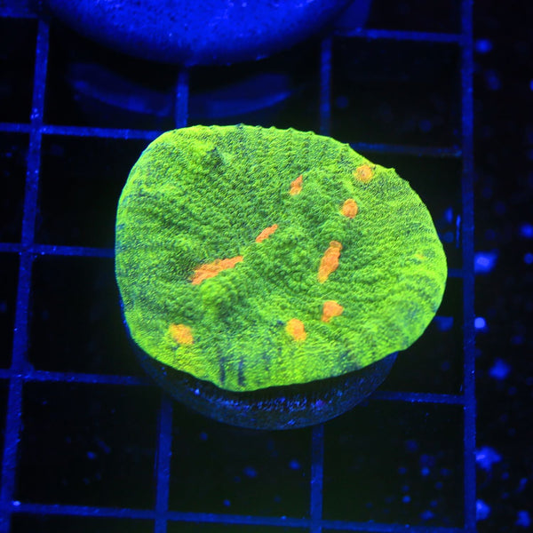 Space invader chalice live wysiwyg corals on sale strictly fish miami ...