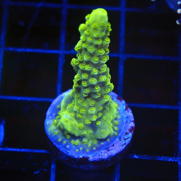 Green slimer acropora online best prices for online corals wysiwyg ...