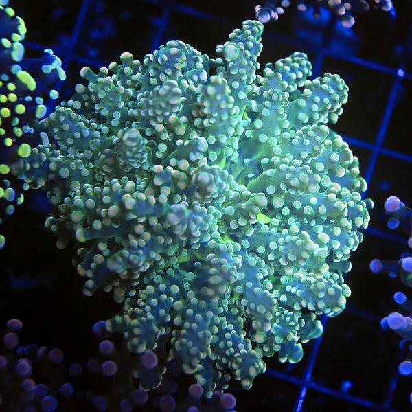 Gold frogspawn on sale high end coral available online - Strictly Fish ...