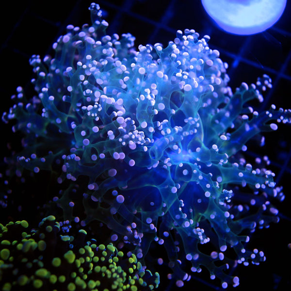 Pink Frogspawn live wysiwyg corals live corals for sale - Strictly Fish ...