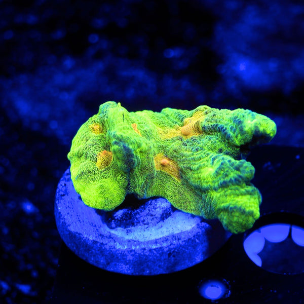 Space invader pectinia live LPS on sale cheap online corals for sale ...